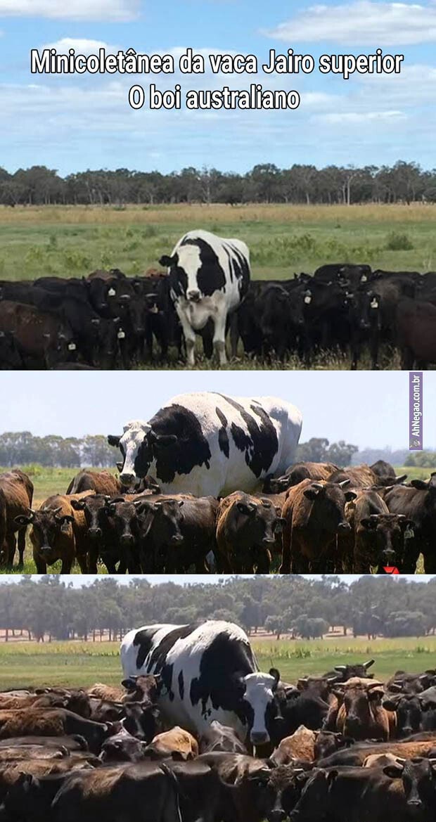 Minicoletânea da -vaca Jairo superior O boi australiano cabr Negas - iFunny
