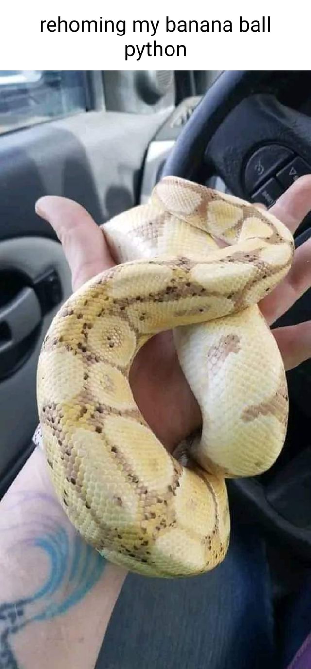 Rehoming my banana ball python - iFunny