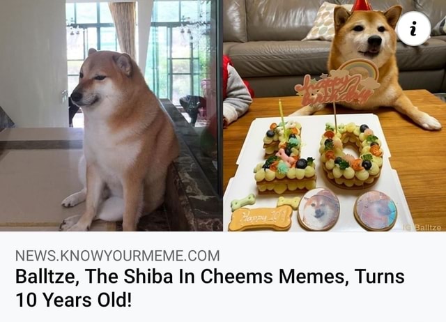 I Bee Balltze, The Shiba In Cheems Memes, Turns 10 Years Old! - America ...