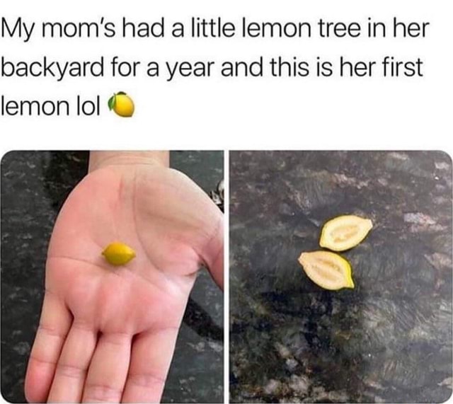 My mom's had a little lemon tree in her backyard for a year and this is ...