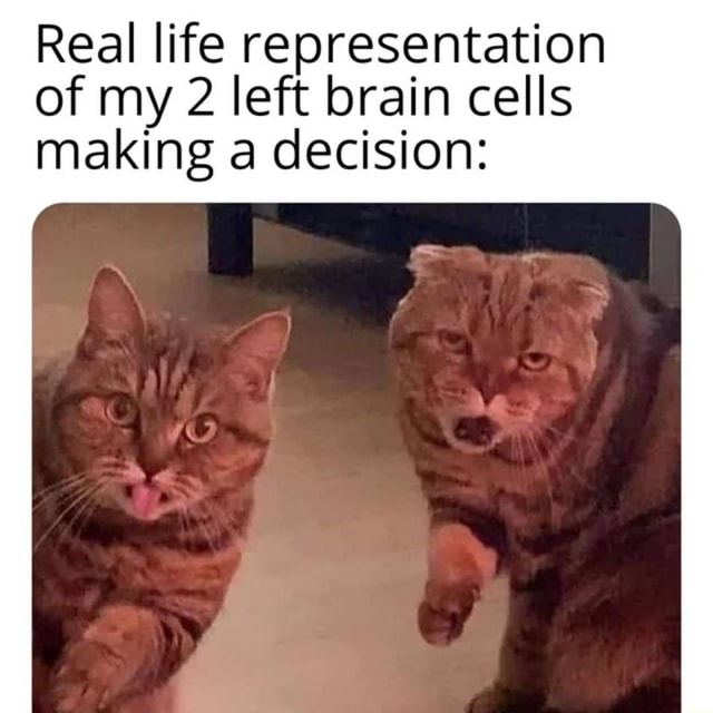 Real life representation of my 2 left brain cells making a decision ...