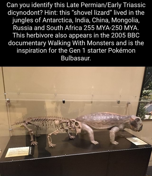 Can you identify this Late Triassic dicynodont? Hint: this "shovel ...