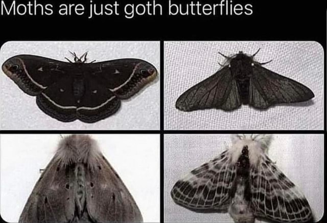 Moths are just goth buttertlies - iFunny