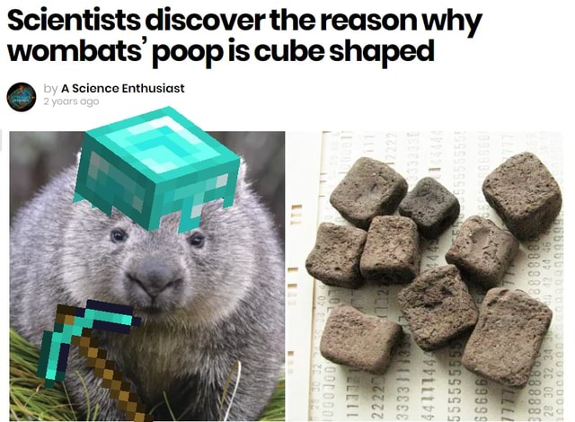 Scientists discover the reason why wombats poop is cube shaped oy A ...