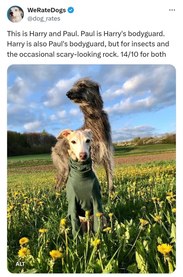 WeRateDogs @dog rates This is Harry and Paul. Paul is Harry's bodyguard ...