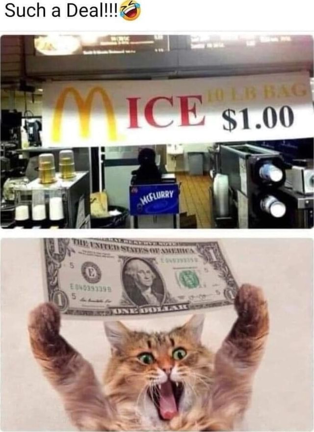 Such a Deal!!! AMIRED stapys an - iFunny