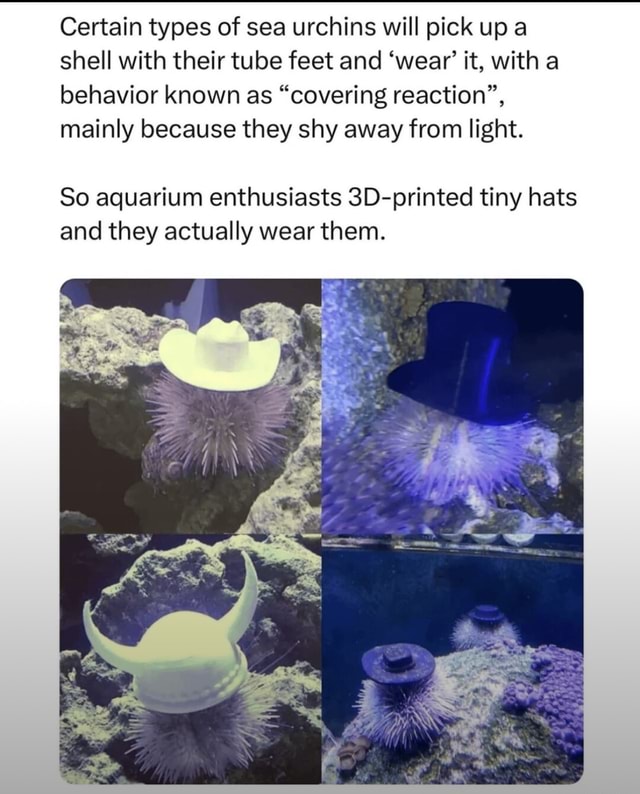 Certain types of sea urchins will pick up a shell with their tube feet ...