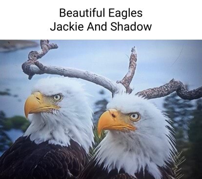 Beautiful Eagles Jackie And Shadow - America’s best pics and videos