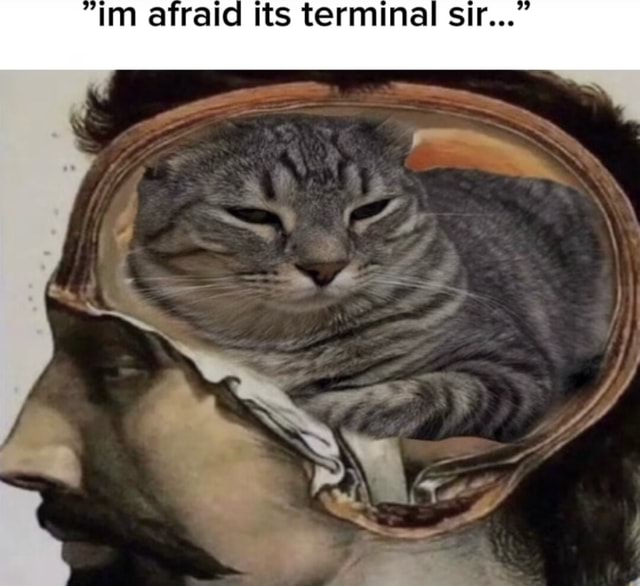 Im afraid its terminal sir... - iFunny
