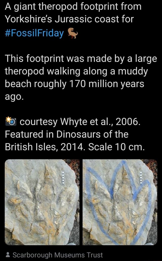 A giant theropod footprint from Yorkshire's Jurassic coast for # ...