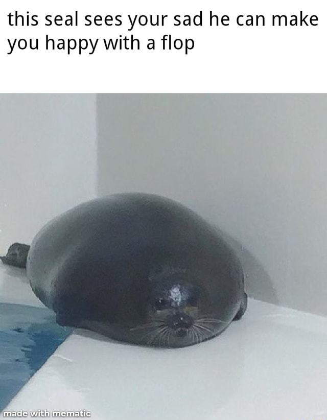 This seal sees your sad he can make you happy with a flop - iFunny