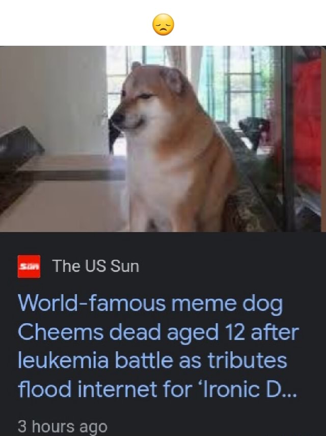 Am The US Sun World-famous meme dog Cheems dead aged 12 after leukemia ...
