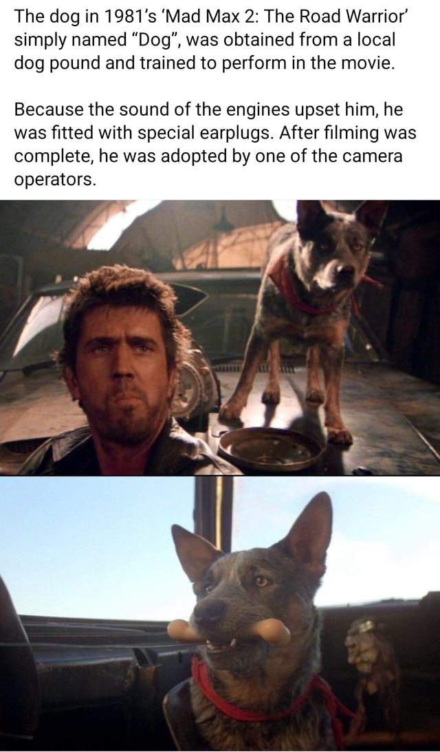 The dog in 1981's 'Mad Max 2: The Road Warrior' simply named "Dog", was ...