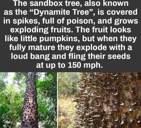The sandbox tree, also known as the "Dynamite Tree", is covered in ...