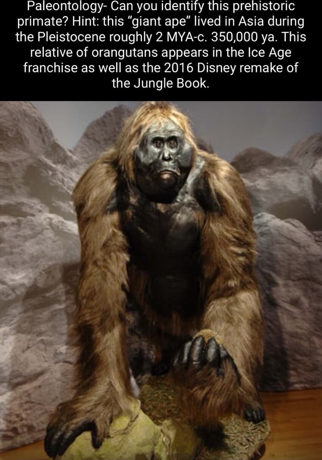 Paleontology- Can you identify this prehistoric primate? Hint: this ...