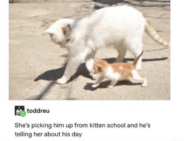Memes with cats: - She's picking him up from kitten school and he's ...