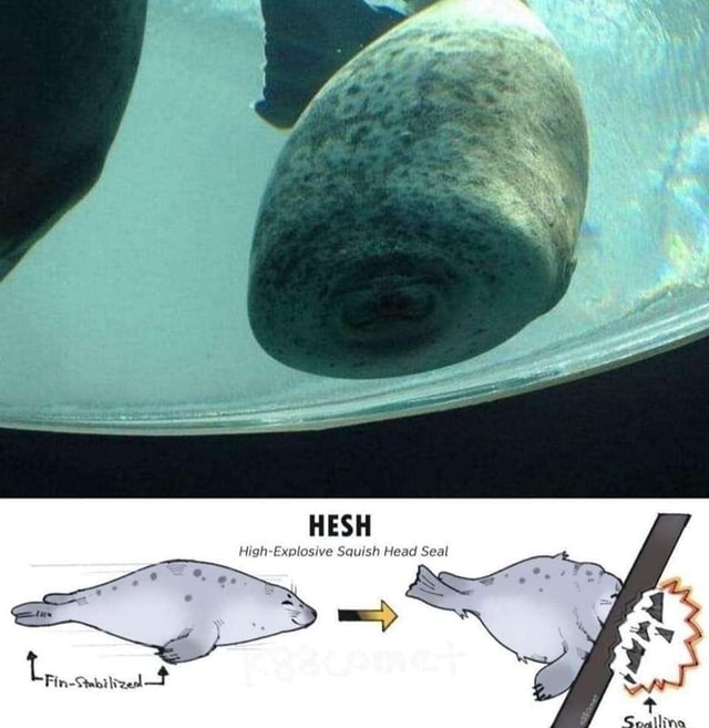 HESH High-Explosive Squish Head Seal ts n-Swbilrzeal ( - iFunny