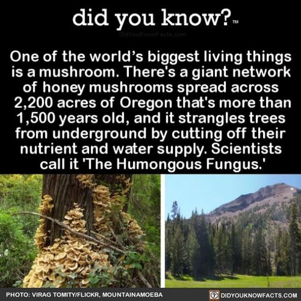 Did you know?.. One of the world's biggest living things is amushroom ...