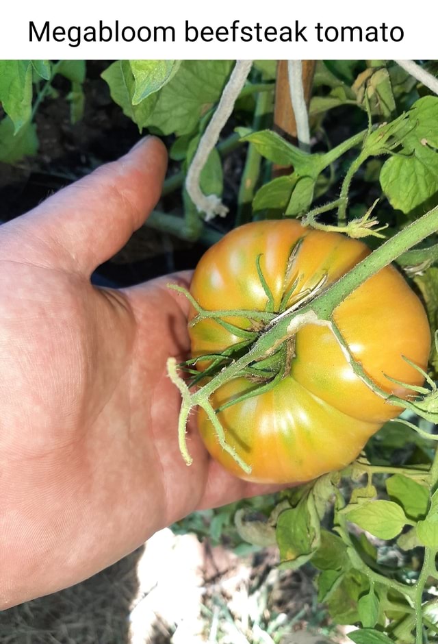 Megabloom beefsteak tomato - iFunny