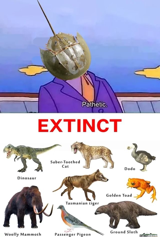EXTINCT Saber-Toothed Cat Dodo Dinosaur Golden Toad Tasmanian tiger ...