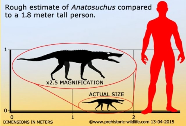 Rough estimate of Anatosuchus compared to a 1.8 meter tall person. - iFunny