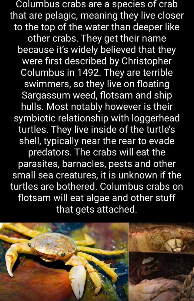 Columbus crabs are a species of crab that are pelagic, meaning they ...