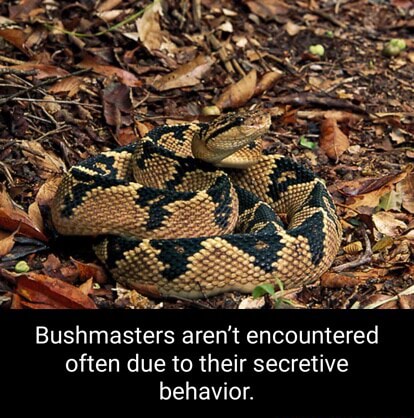 Bushmasters aren't encountered often due to their secretive behavior ...