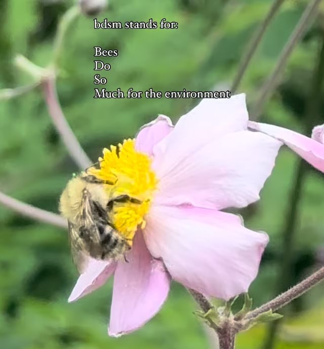 Belsm stands tor: Bees Do So Much tor the environment, - iFunny