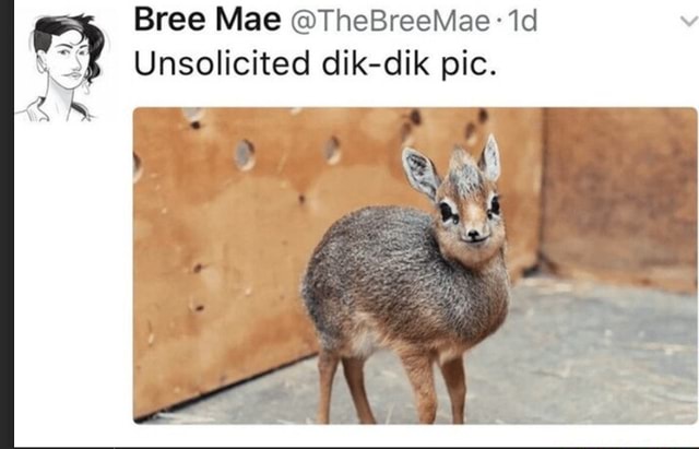 Bree Mae @TheBreeMae Id Unsolicited dik-dik pic. - iFunny