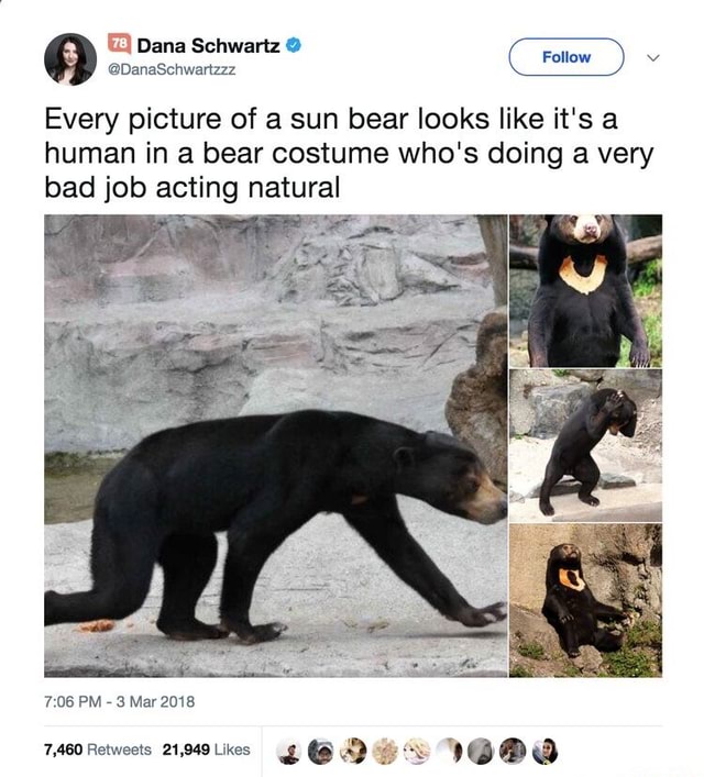 Dana Schwartz Every picture of a sun bear looks like it's a Follow ...