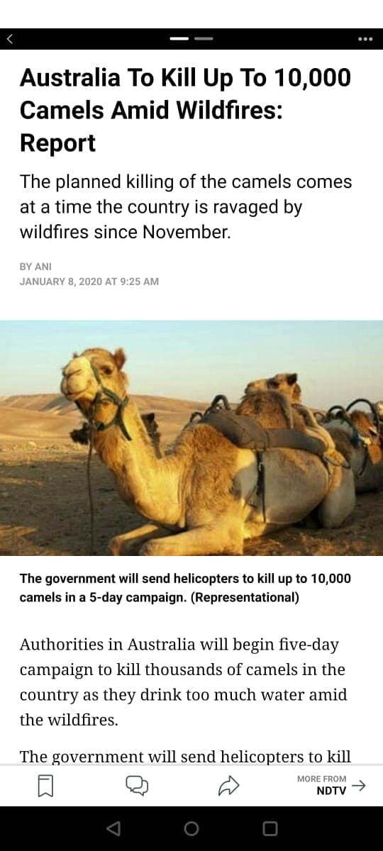 Australia To Kill Up To 10,000 Camels Amid Wildfires: Report The ...