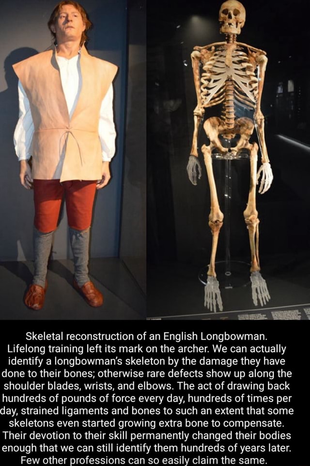 Skeletal reconstruction of an English Longbowman. Lifelong training ...