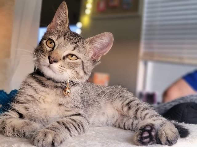 Skeptical cat - iFunny