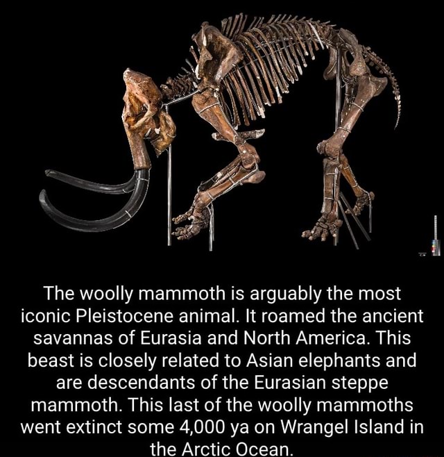 The woolly mammoth is arguably the most iconic Pleistocene animal. It ...