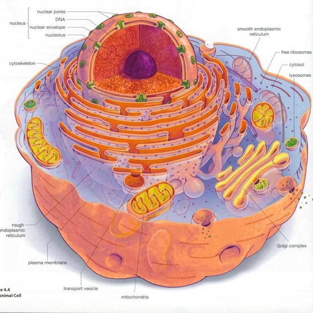 Nuclear pores DNA nucleus nuclear envelope nucleolus rough ndoplasmic ...
