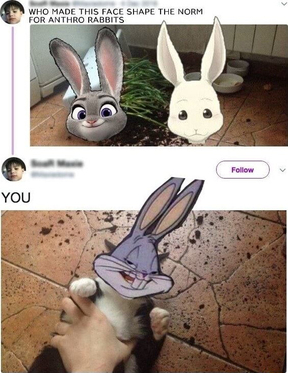 WHO MADE THIS FACE SHAPE THE NORM FOR ANTHRO RABBITS Foliow - iFunny