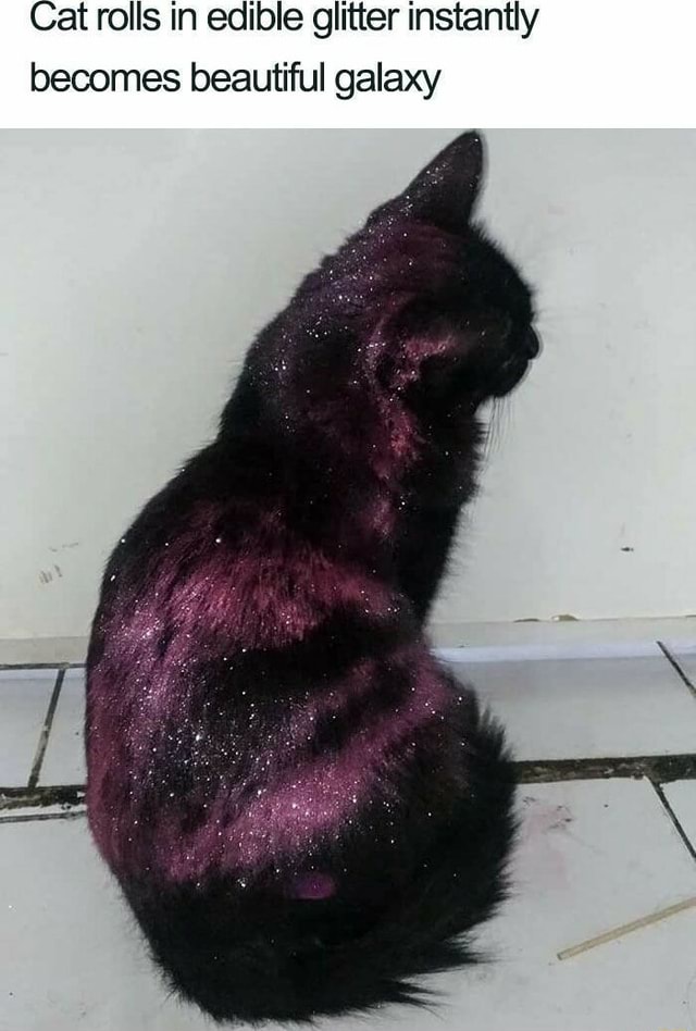 Cat rolls in edible glitter instantly becomes beautiful galaxy - iFunny