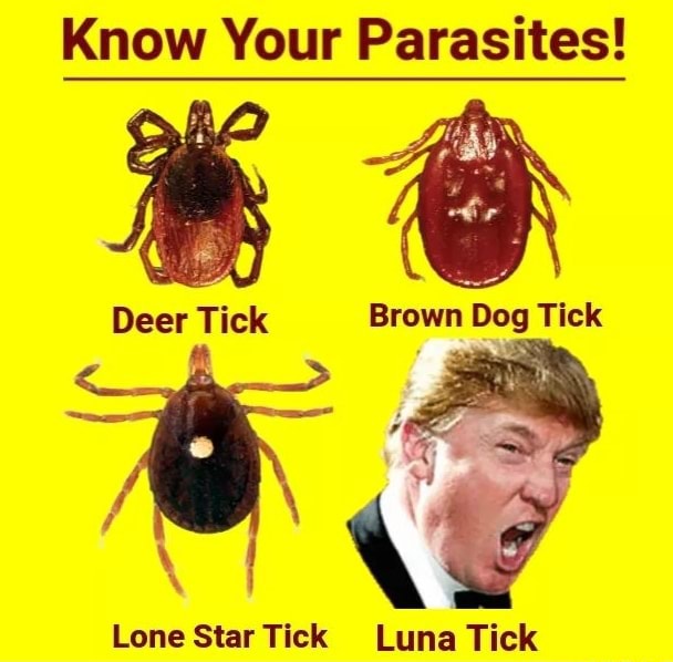 Know Your Parasites! Lone Star Tick Luna Tick - iFunny