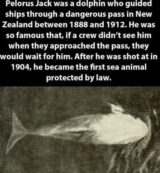 Pelorus Jack was a dolphin who guided ships through a dangerous pass in ...