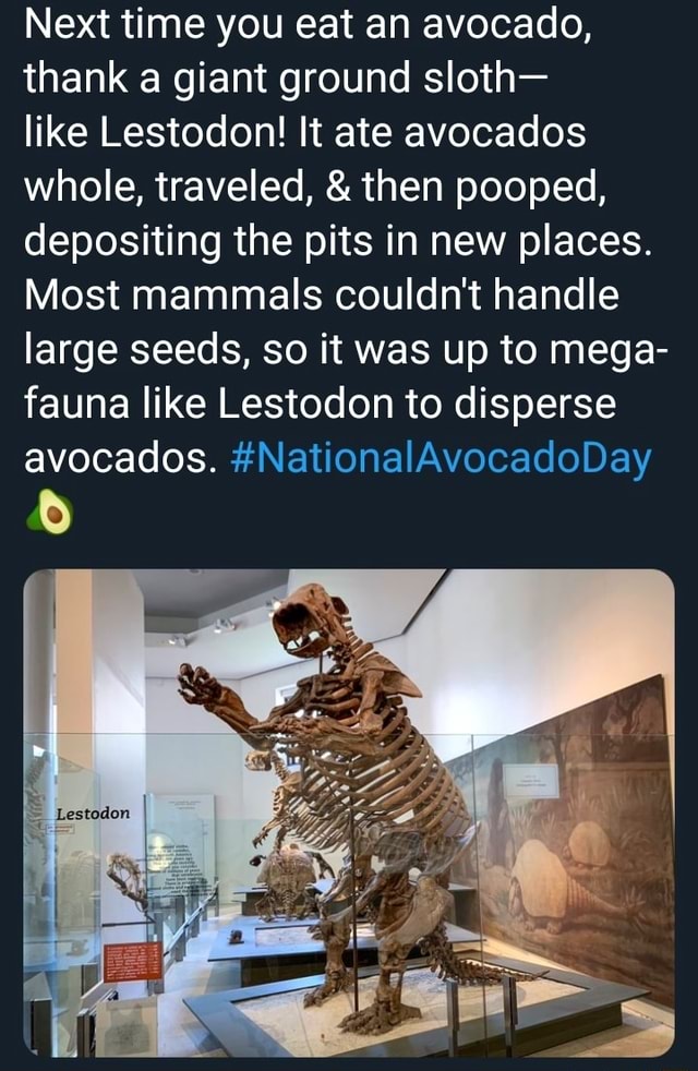Next time you eat an avocado, thank a giant ground sloth- like Lestodon ...
