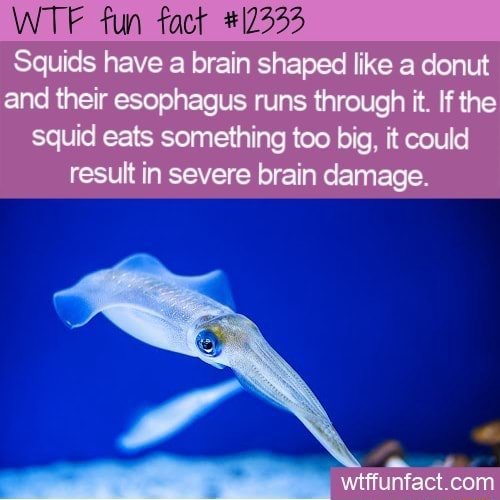 Fun Squids have a brain shaped like a donut and their esophagus runs ...