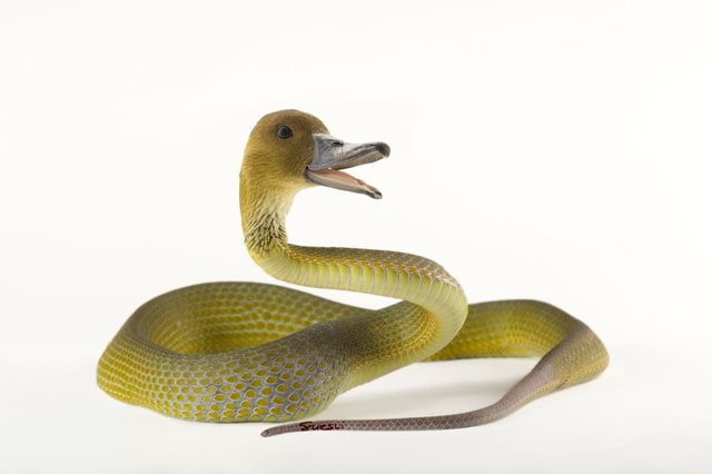 This is a duck snake as well. Or is it technically a snake duck? - iFunny
