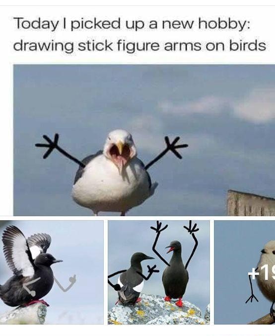 Bords - Today I picked up new hobby: drawing stick figure arms on birds ...
