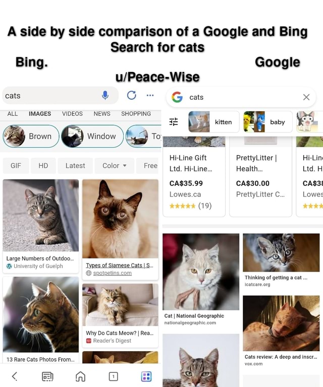 A side by side comparison of a Google and Bing Search for cats Bing ...