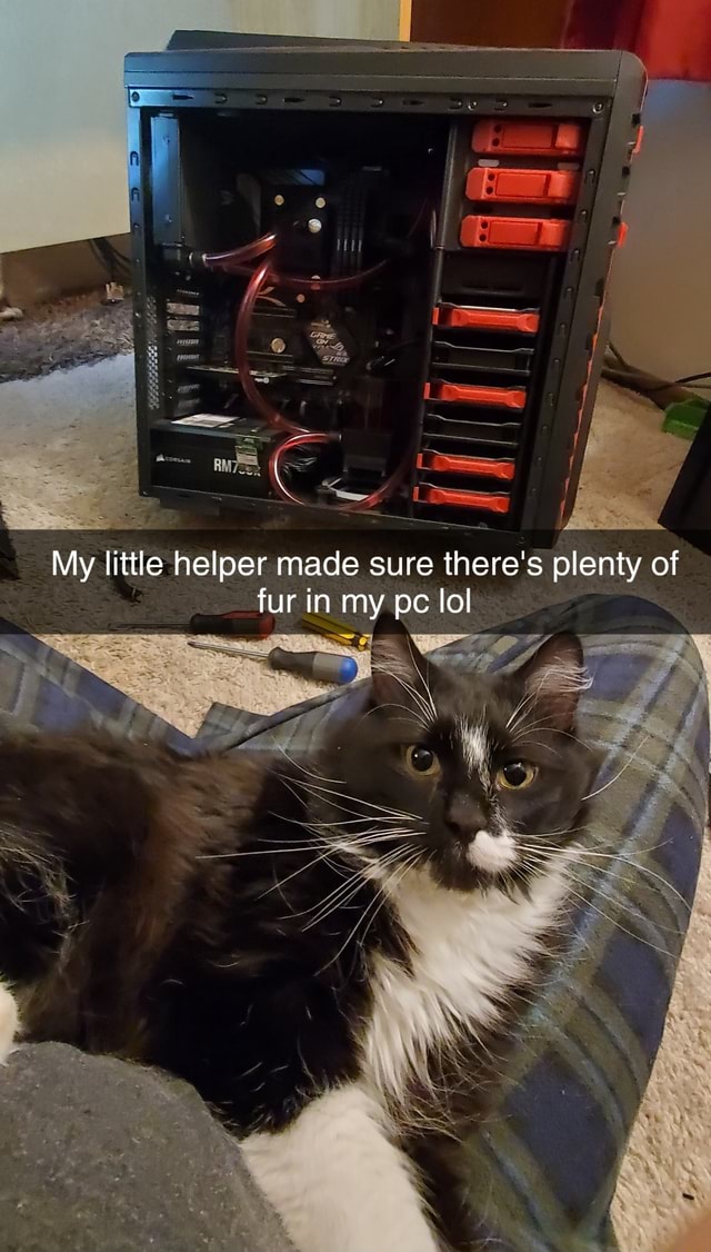 My little helper made sure there's plenty of fur in my pc lol - iFunny