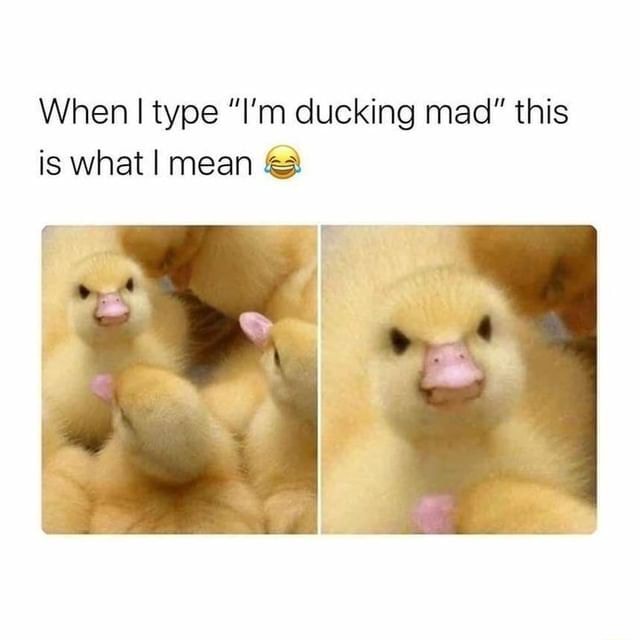When I type "I'm ducking mad" this is what I mean - iFunny