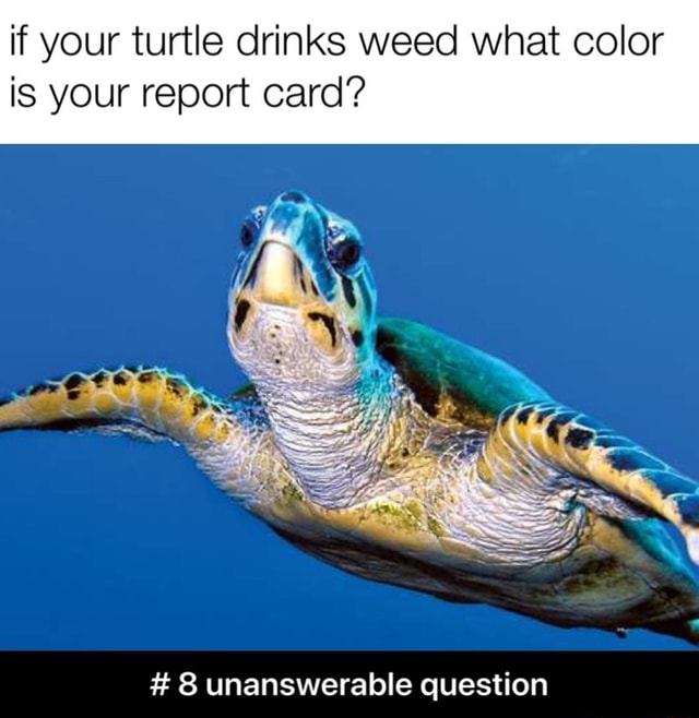 If your turtle drinks weed what color is your report card? 8 ...