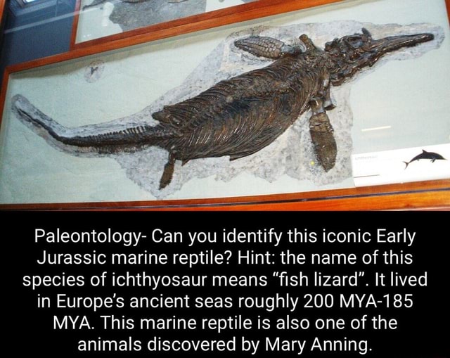 Paleontology- Can you identify this iconic Early Jurassic marine ...