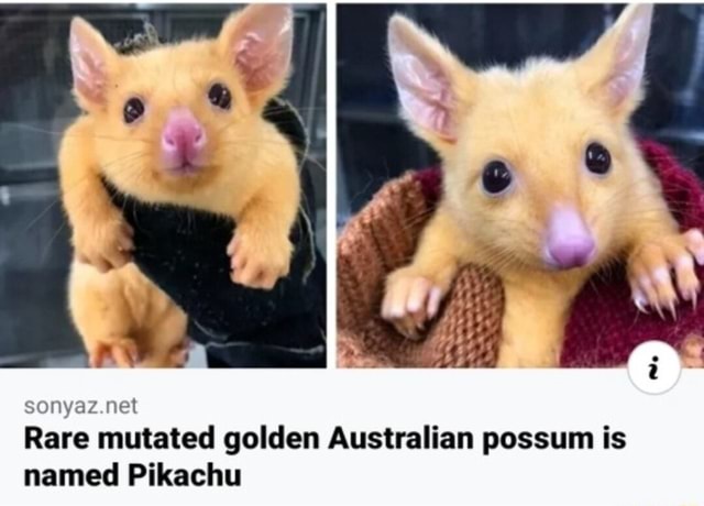 Sonyaz.net Rare mutated golden Australian possum is named Pikachu - iFunny