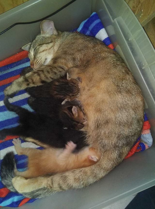 Ty for the add. Here is a rescue and her kittens. We will be making ...